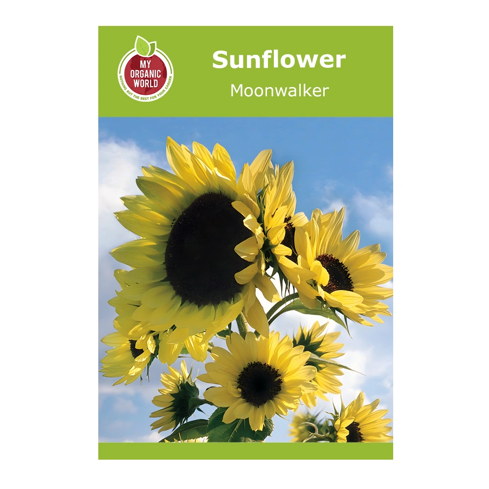 Helianthus Moonwalker Sunflower – My Organic World